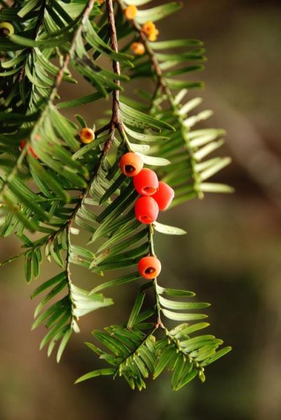 红豆杉树图片大全_如何辨别真假红豆杉-第3张图片-山城妙识 红豆杉树图片大全_如何辨别真假红豆杉-第3张图片-山城妙识