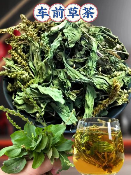 猪耳朵草泡水喝的功效_猪耳朵草泡水喝的禁忌-第3张图片-山城妙识