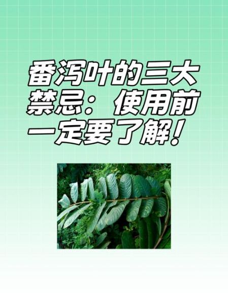 番泻叶可以长期喝吗_番泻叶长期服用的副作用-第1张图片-山城妙识