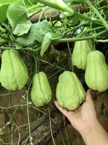 佛手瓜好吃吗_佛手瓜什么味道-第1张图片-山城妙识