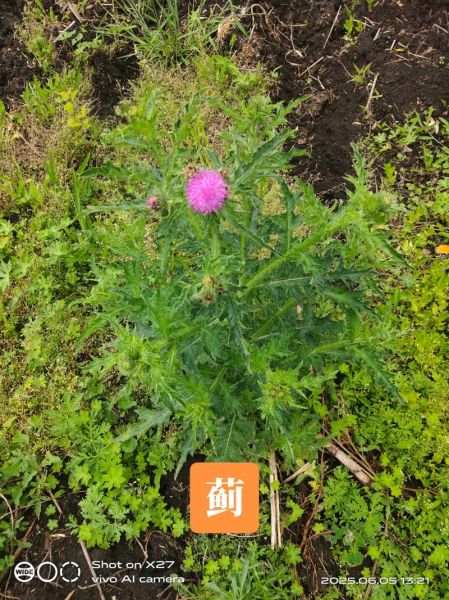 小蓟图片怎么识别_小蓟与刺儿菜区别-第3张图片-山城妙识 小蓟图片怎么识别_小蓟与刺儿菜区别-第3张图片-山城妙识