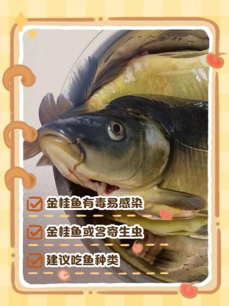 黄金桂鱼和桂鱼区别_哪个更好吃-第2张图片-山城妙识 黄金桂鱼和桂鱼区别_哪个更好吃-第2张图片-山城妙识