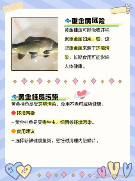 黄金桂鱼和桂鱼区别_哪个更好吃-第3张图片-山城妙识 黄金桂鱼和桂鱼区别_哪个更好吃-第3张图片-山城妙识