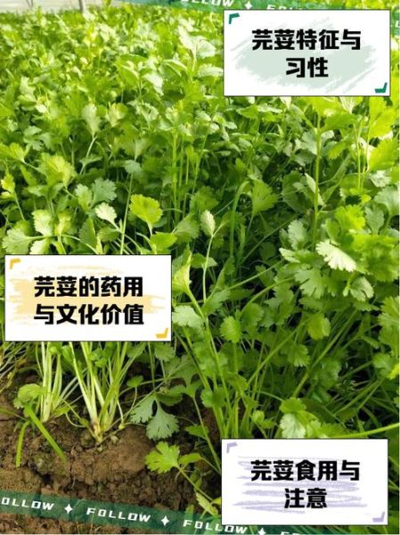 芫荽怎么读音_芫荽和香菜的区别-第2张图片-山城妙识