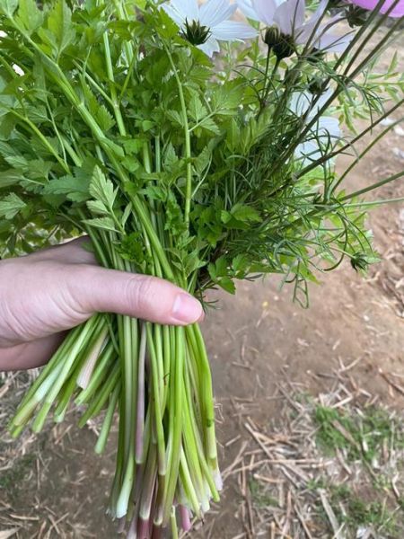 水芹菜图片_水芹菜怎么辨认-第3张图片-山城妙识 水芹菜图片_水芹菜怎么辨认-第3张图片-山城妙识