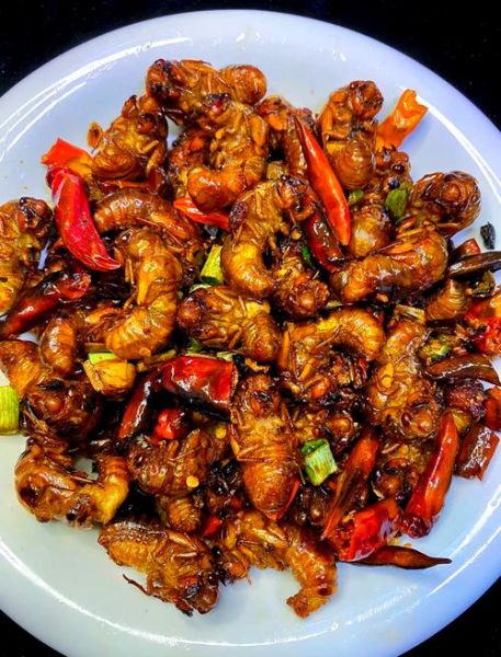 知了猴的功效与作用_知了猴怎么吃最补-第1张图片-山城妙识