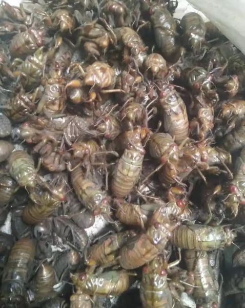 知了猴的功效与作用_知了猴怎么吃最补-第3张图片-山城妙识