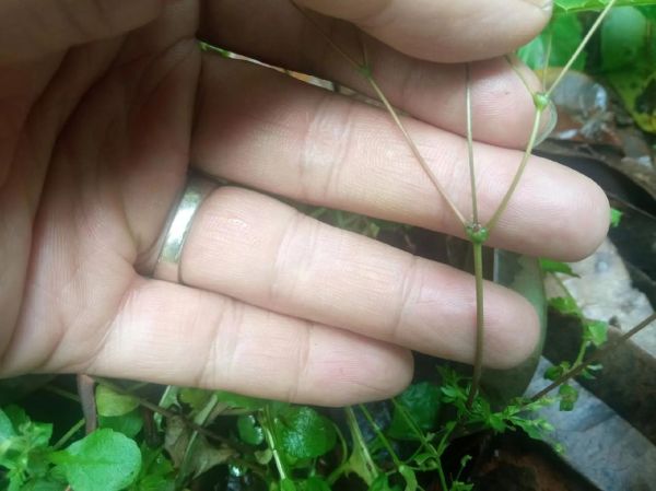 仙灵脾别名是什么_仙灵脾和淫羊藿区别-第2张图片-山城妙识