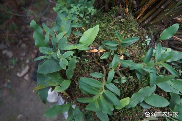 仙灵脾别名是什么_仙灵脾和淫羊藿区别-第3张图片-山城妙识