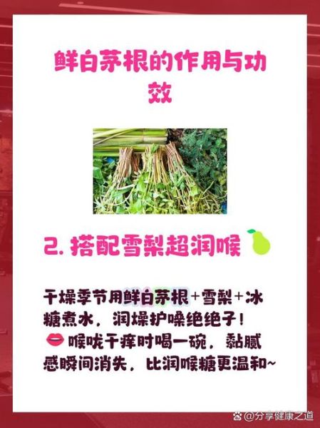 白茅根煮水禁忌有哪些_白茅根泡水喝的副作用-第2张图片-山城妙识