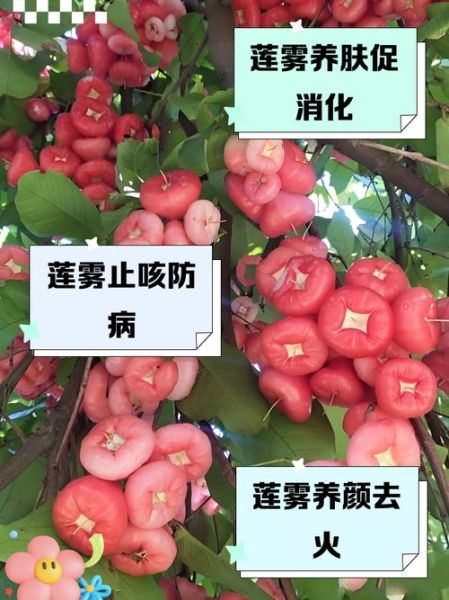 莲雾果的功效与禁忌_孕妇能吃吗-第2张图片-山城妙识 莲雾果的功效与禁忌_孕妇能吃吗-第2张图片-山城妙识