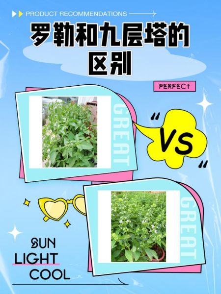 罗勒和九层塔的区别_哪个更香-第1张图片-山城妙识