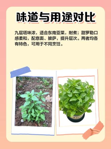 罗勒和九层塔的区别_哪个更香-第3张图片-山城妙识