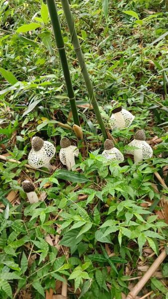 竹荪多少钱一斤2021_竹荪价格行情-第1张图片-山城妙识