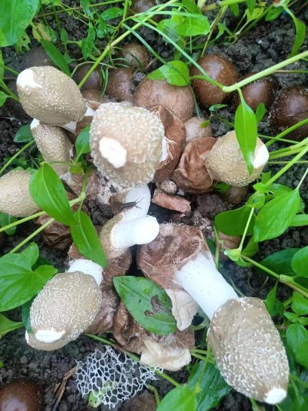 竹荪多少钱一斤2021_竹荪价格行情-第2张图片-山城妙识