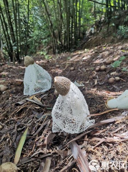 竹荪多少钱一斤2021_竹荪价格行情-第3张图片-山城妙识