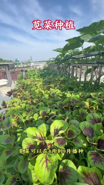 笕菜怎么种_笕菜和菠菜的区别-第1张图片-山城妙识 笕菜怎么种_笕菜和菠菜的区别-第1张图片-山城妙识