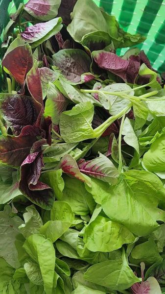 笕菜怎么种_笕菜和菠菜的区别-第2张图片-山城妙识 笕菜怎么种_笕菜和菠菜的区别-第2张图片-山城妙识