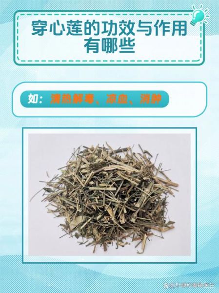 穿心莲的功效与作用_穿心莲的副作用有哪些-第2张图片-山城妙识 穿心莲的功效与作用_穿心莲的副作用有哪些-第2张图片-山城妙识