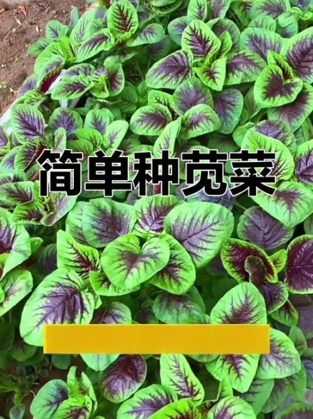 笕菜怎么种_笕菜和菠菜的区别-第3张图片-山城妙识 笕菜怎么种_笕菜和菠菜的区别-第3张图片-山城妙识