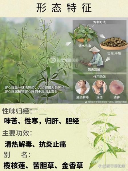 穿心莲的功效与作用_穿心莲的副作用有哪些-第3张图片-山城妙识 穿心莲的功效与作用_穿心莲的副作用有哪些-第3张图片-山城妙识