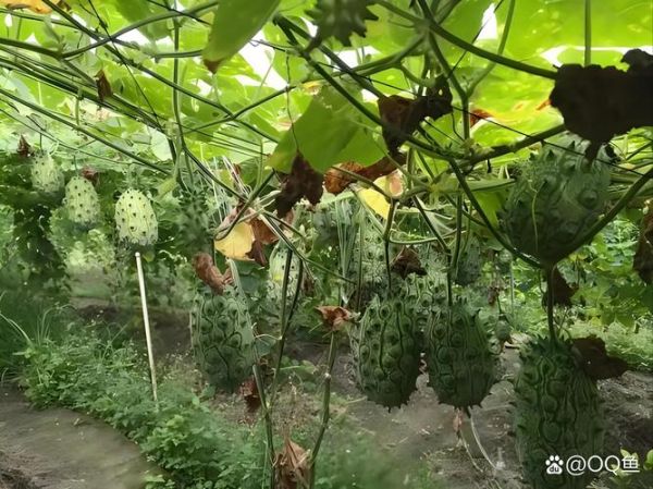 刺角瓜怎么吃_刺角瓜的正确吃法-第3张图片-山城妙识 刺角瓜怎么吃_刺角瓜的正确吃法-第3张图片-山城妙识
