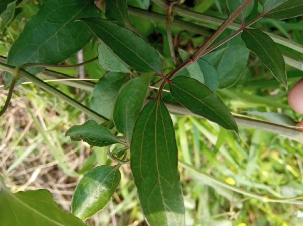 威灵仙别名有哪些_威灵仙和铁脚威灵仙区别-第1张图片-山城妙识 威灵仙别名有哪些_威灵仙和铁脚威灵仙区别-第1张图片-山城妙识