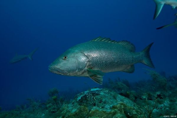 深海比目鱼长什么样_深海比目鱼能吃吗-第3张图片-山城妙识