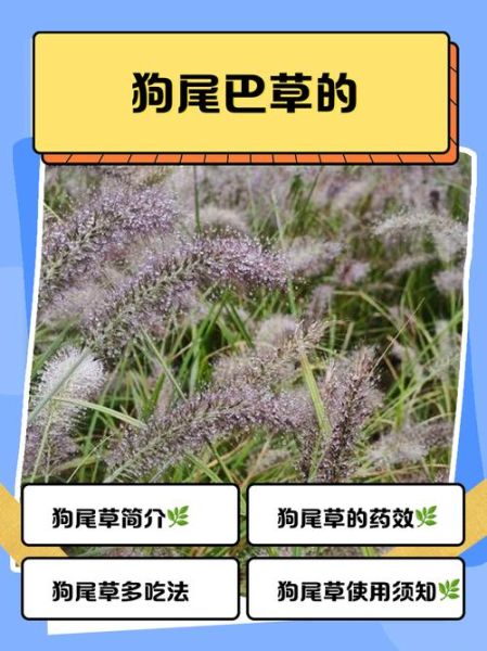 狗尾巴草的功效与作用_狗尾巴草能治什么病-第1张图片-山城妙识 狗尾巴草的功效与作用_狗尾巴草能治什么病-第1张图片-山城妙识