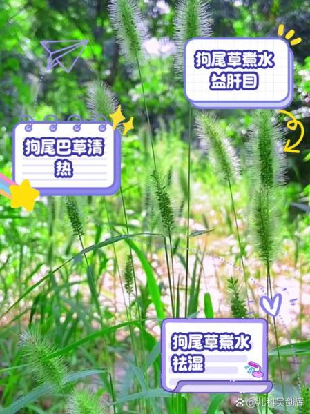 狗尾巴草的功效与作用_狗尾巴草能治什么病-第2张图片-山城妙识 狗尾巴草的功效与作用_狗尾巴草能治什么病-第2张图片-山城妙识