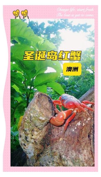 圣诞岛红蟹能吃吗_红蟹食用安全吗-第2张图片-山城妙识 圣诞岛红蟹能吃吗_红蟹食用安全吗-第2张图片-山城妙识