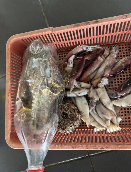 苏眉鱼是什么鱼_苏眉鱼多少钱一斤-第1张图片-山城妙识