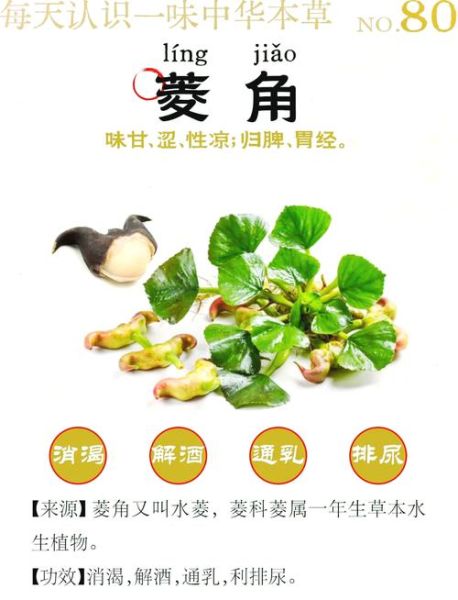 菱角生长在什么地方_菱角适合什么环境-第3张图片-山城妙识