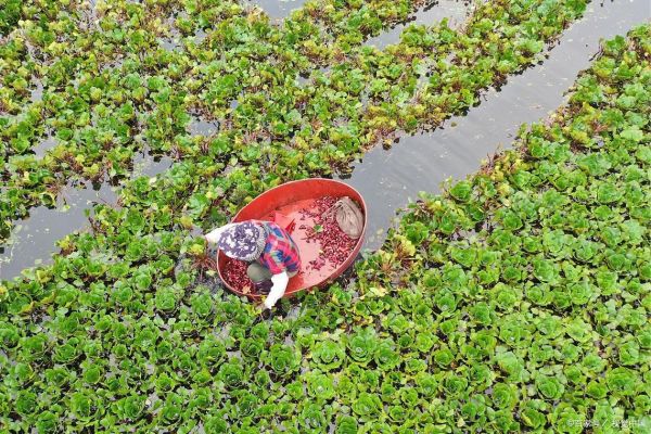 菱角生长在什么地方_菱角适合什么环境-第2张图片-山城妙识