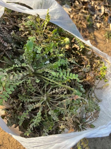 荠菜市场价多少钱一斤_荠菜价格为什么波动大-第3张图片-山城妙识