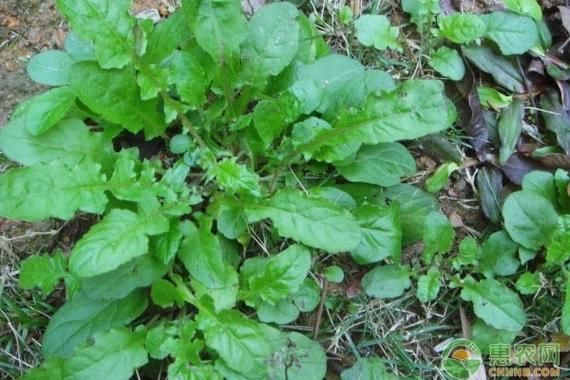 荠菜市场价多少钱一斤_荠菜价格为什么波动大-第2张图片-山城妙识