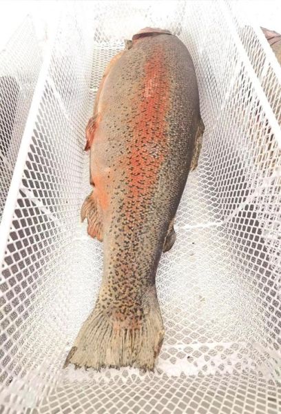 虹鳟鱼多少钱一斤_虹鳟鱼图片怎么挑新鲜-第1张图片-山城妙识