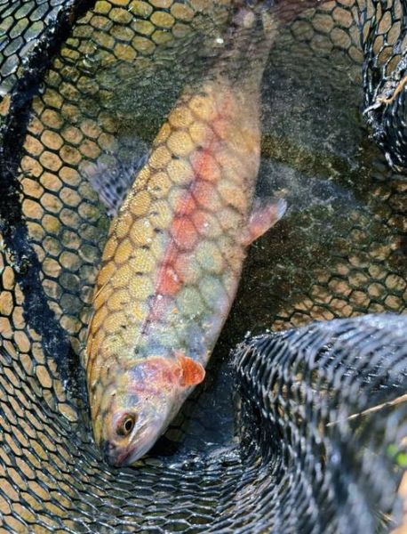 虹鳟鱼多少钱一斤_虹鳟鱼图片怎么挑新鲜-第2张图片-山城妙识