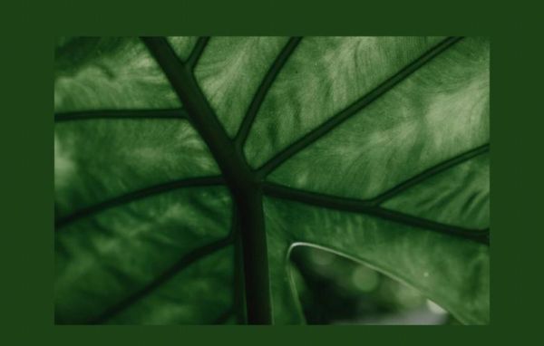 植物图片大全大图唯美_如何拍出高清唯美植物大图-第2张图片-山城妙识 植物图片大全大图唯美_如何拍出高清唯美植物大图-第2张图片-山城妙识