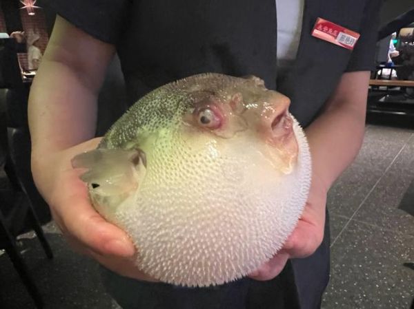 河豚鱼多少钱一只_河豚鱼价格受哪些因素影响-第1张图片-山城妙识