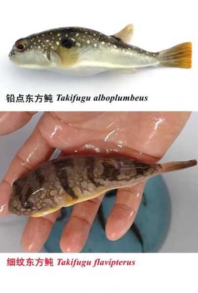 河豚鱼多少钱一只_河豚鱼价格受哪些因素影响-第2张图片-山城妙识