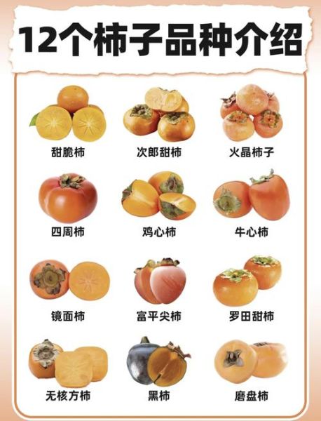 柿子品种大全名称_哪种最好吃-第1张图片-山城妙识 柿子品种大全名称_哪种最好吃-第1张图片-山城妙识