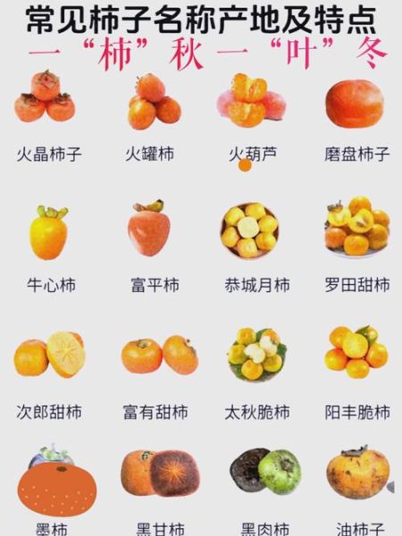 柿子品种大全名称_哪种最好吃-第2张图片-山城妙识 柿子品种大全名称_哪种最好吃-第2张图片-山城妙识