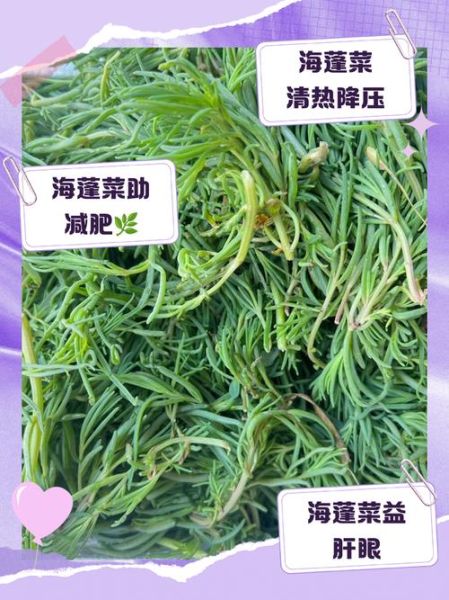 海蓬菜的功效与作用_海蓬菜怎么吃最营养-第1张图片-山城妙识 海蓬菜的功效与作用_海蓬菜怎么吃最营养-第1张图片-山城妙识