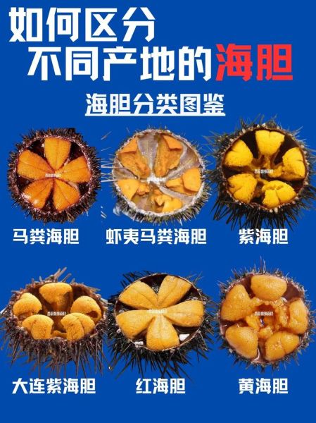 海胆的营养价值_海胆怎么吃最补-第1张图片-山城妙识