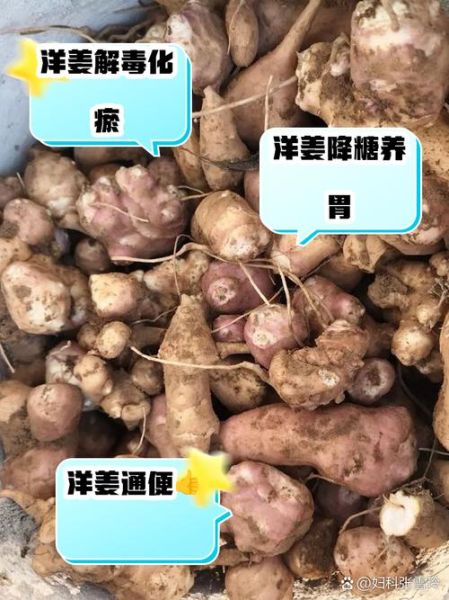 洋姜什么人不能吃_洋姜禁忌人群有哪些-第3张图片-山城妙识