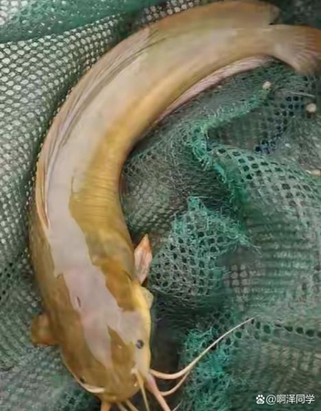 鲶鱼国宝照片_是真的吗-第2张图片-山城妙识 鲶鱼国宝照片_是真的吗-第2张图片-山城妙识