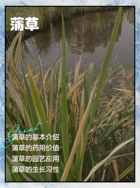 蒲草图片怎么拍_蒲草图片拍摄技巧-第1张图片-山城妙识