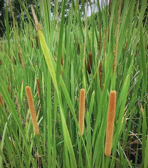 蒲草图片怎么拍_蒲草图片拍摄技巧-第3张图片-山城妙识