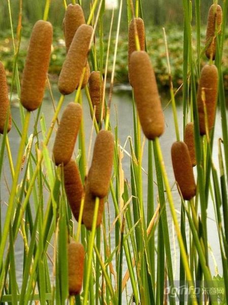 蒲草图片怎么拍_蒲草图片拍摄技巧-第2张图片-山城妙识